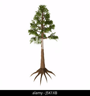 Archaeopteris prehistoric tree isolated in white background - 3D render ...