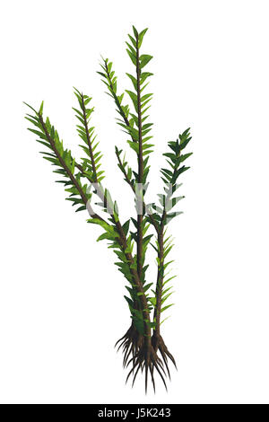 Plants of the Triassic Period Stock Photo - Alamy