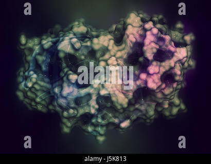 Beta secretase enzyme, molecular model Stock Photo - Alamy
