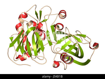 Beta secretase enzyme, molecular model Stock Photo - Alamy