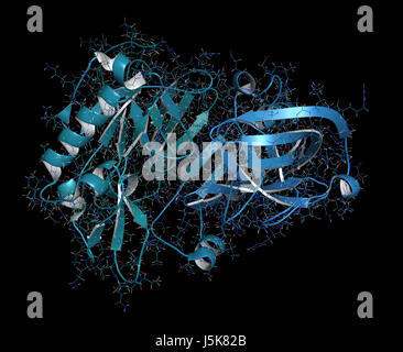 Beta secretase enzyme, molecular model Stock Photo - Alamy