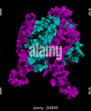 OX40-OX40L complex (extracellular domains). OX40 is also known as tumor ...