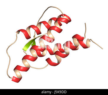 Structure of human interleukin-1 alpha, 3D cartoon model isolated with ...
