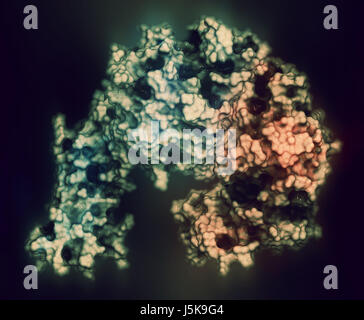 Integrin alpha-4 beta 7 (a4b7, headpiece). Cell surface protein complex ...