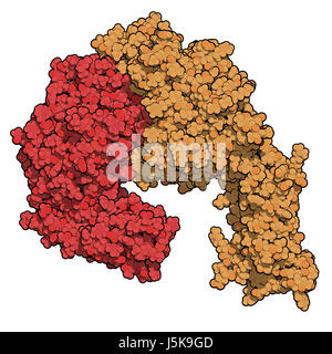 Integrin alpha-4 beta 7 (a4b7, headpiece). Cell surface protein complex ...