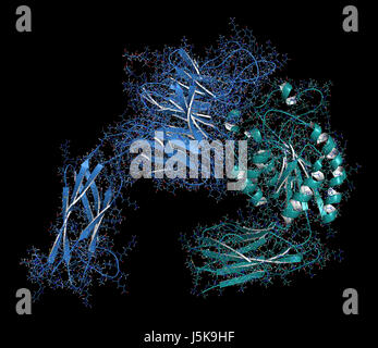 Integrin alpha-4 beta 7 (a4b7, headpiece). Cell surface protein complex ...