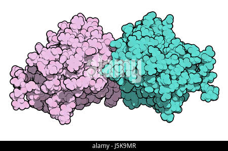 Miraculin (miraculin-like protein from Murraya koenigii or curry tree ...