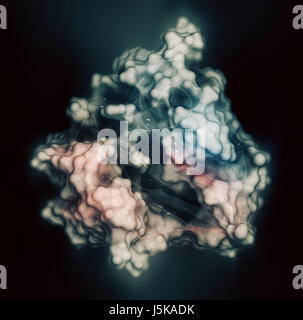 Thaumatin sweetener protein. Isolated from katemfe fruit. 3D rendering ...