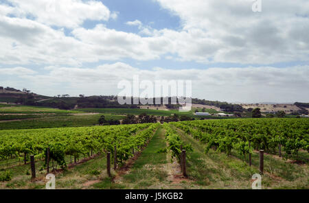 Beautiful landscapes at the Barossa valley in South Australia Stock ...