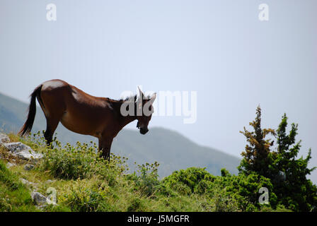 mule in the cika mountains Stock Photo - Alamy