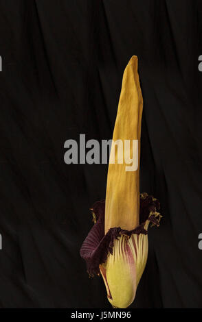 Amorphophallus titanum (corpse flower) blooms in Honolulu, Hawaii at ...