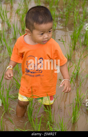 asia, paddy field, boy, lad, male youngster, girl, girls, child ...