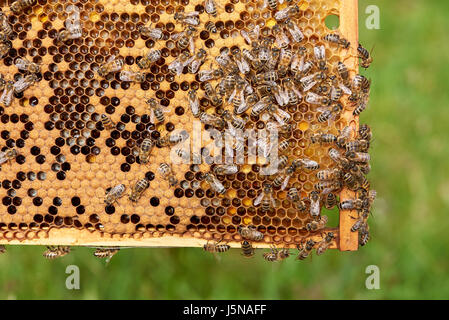 Honey bee frames covered with bees Stock Photo - Alamy