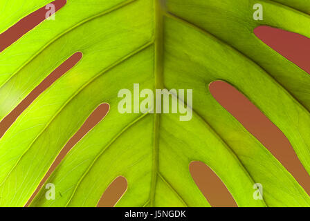 philodendron leaf structures Stock Photo - Alamy