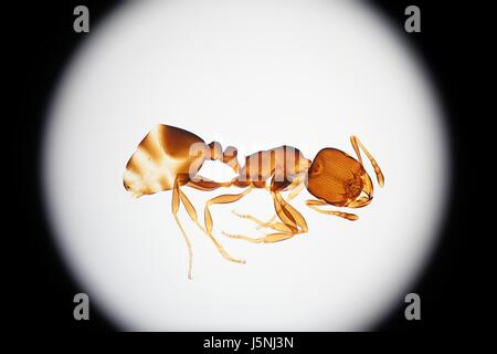 Exoskeleton of an ant, microscope image Stock Photo - Alamy
