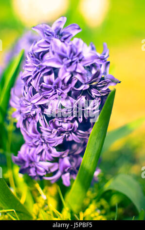 Blue hyacinth bloomed on a flowerbed in the garden Stock Photo - Alamy