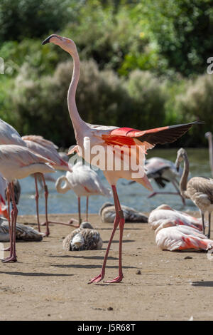 A captive Flamingo spreads its wings at the WWT Slimbridge reserve in ...