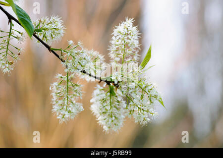 Manchurian cherry (Prunus maackii 'Amber Beauty') street tree, London ...