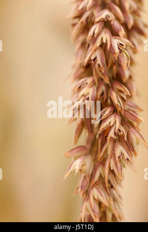 Italian rye-grass, Lolium multiflorum in flower Stock Photo - Alamy