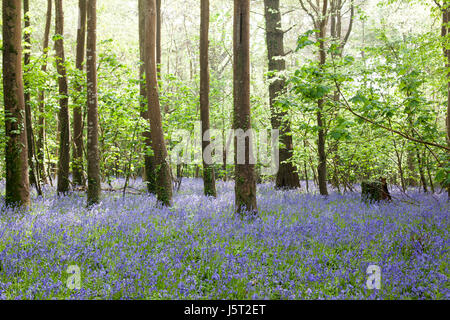 Bluebells wood Trefusis Estate Flushing Cornwall wedding venue Stock ...