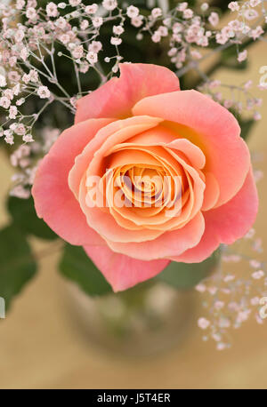 A single peach rose - Rosa Stock Photo - Alamy