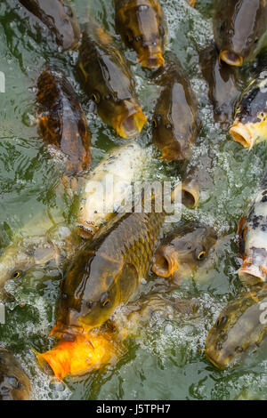 Shoal of Common carp (Cyprinus carpio) coming to surface for air in ...