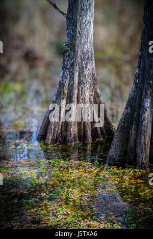 Dramatic cypress trees rise in the everglades.jpg Stock Photo - Alamy