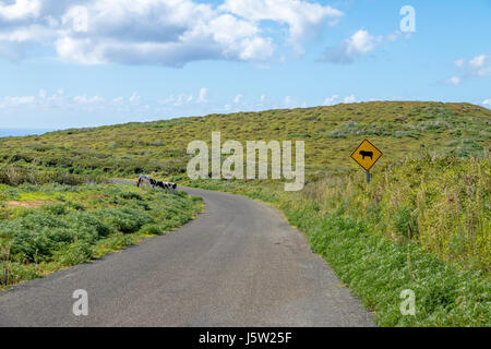Rapa Nui. The cow in Rano Kau volcano, Rapa Nui, Easter Island, Chile ...