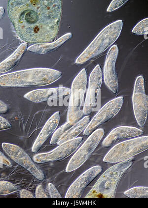 paramecium under the microscope Stock Photo - Alamy