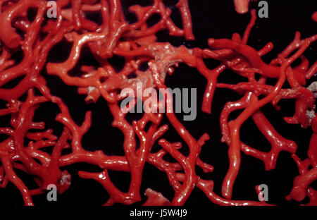 Sardinia: Alghero - red coral jewelry Stock Photo - Alamy
