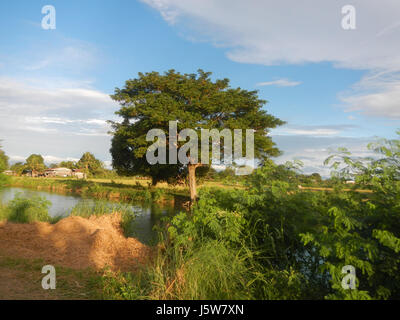 This image shows the paddy fields, grasslands, and trees in Caingin ...