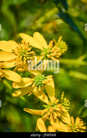 Wingstem (Verbesina alternifolia Stock Photo - Alamy