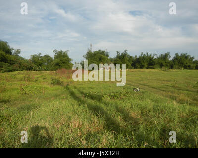 This image depicts the vast paddy fields of Sipat in Plaridel, Bulacan ...