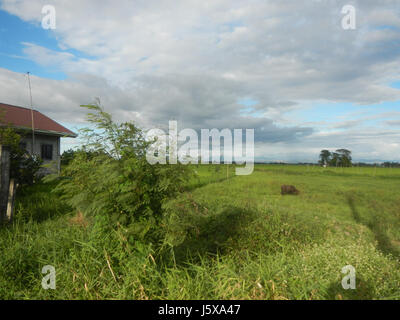 This title describes the agricultural landscape of Pulo Tabon in San ...