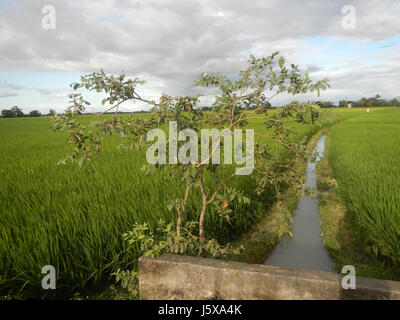 The landscape of Pulo Tabon in San Isidro, Nueva Ecija is characterized ...