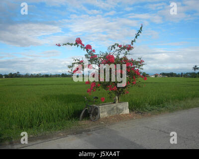 The photograph captures the rural landscape of Pulo Tabon in San Isidro ...