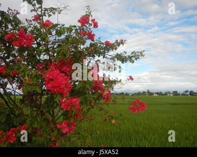 This scene from Pulo, San Isidro, Nueva Ecija shows paddy fields ...