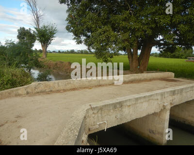 This image shows the landscape of Pulo Tabon, San Isidro, Nueva Ecija ...