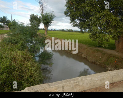 The image captures the agricultural landscape of Pulo Tabon in San ...