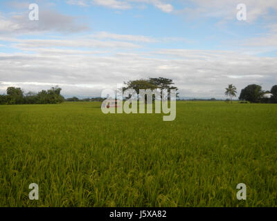 03743 Paddy fields grasslands, trees and irrigation Pulo Tabon San ...