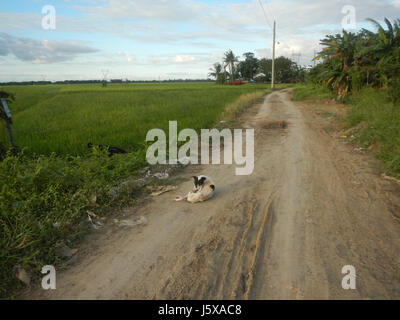 This image depicts the rural landscape of Pulo Tabon in San Isidro ...