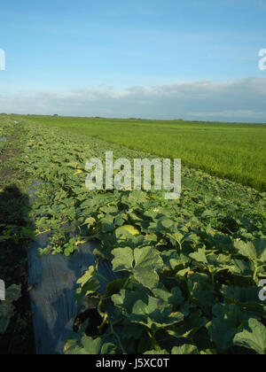 05127 Magumbali Fields Chen Wen-Yu Melon Paralaya Candaba Pampanga San Miguel roads 15 Stock ...