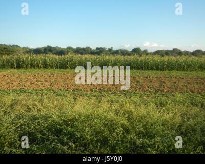 This image represents a view of grasslands and maize fields along the ...