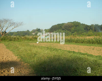 0109 Grasslands maize fields trees Angat River Tiaong, Baliuag San ...