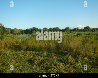0149 Grasslands maize fields trees Angat River Tiaong, Baliuag San ...