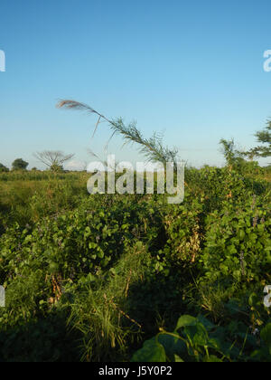 The image depicts the grasslands and maize fields near the Angat River ...