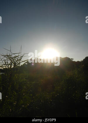 0235 Grasslands maize fields trees Angat River Tiaong, Baliuag San ...