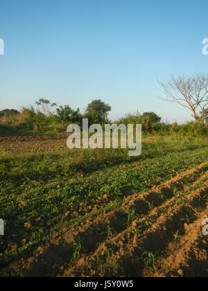 The region near the Angat River in Tiaong, Baliuag, and Bustos, Bulacan ...