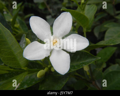 Wrightia antidysenterica, known as the White Angel plant, is a species ...