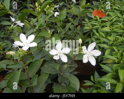 Wrightia antidysenterica, also known as the White Angel, is a flowering ...